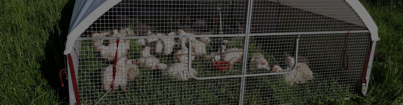 Shelters - Good Nature Eco Farm